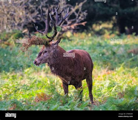 Surrey Uk 08th Oct 2023 A Stag Bellows Loudly To Chase Away Other
