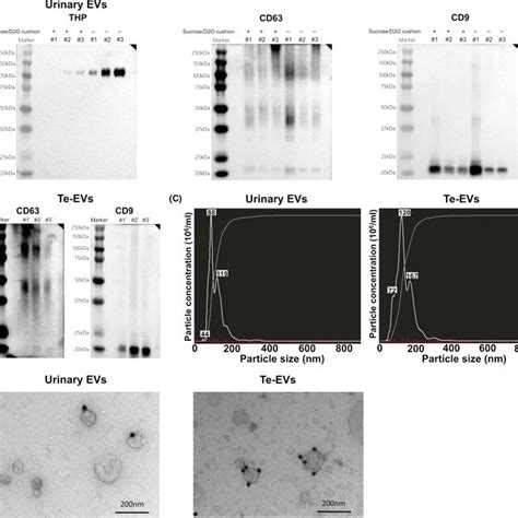 Verification Of The Quality Of Isolated Urinary Evs And Te‐evs A