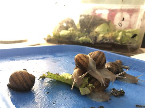 Snail Stack Rsnails