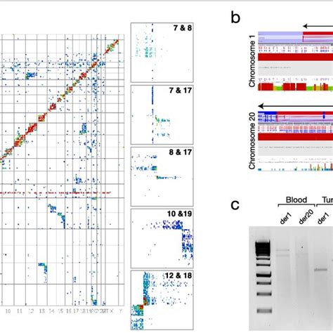 Tumour Gb176 A Heatmap And Partial Heatmaps Of Tumour Gb176 Showing
