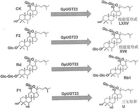 A Novel Glycosyltransferase Derived From Dolwoe And Use Thereof