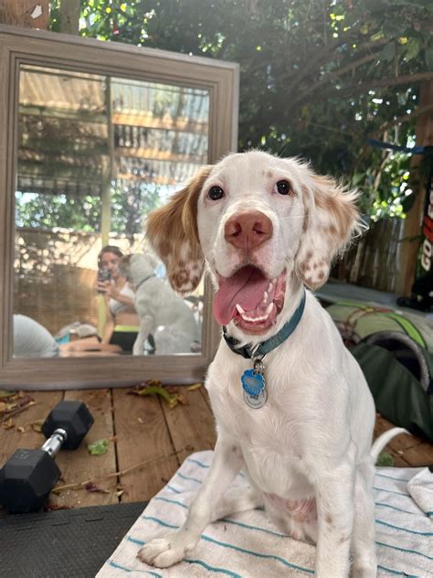 My Setter Renglishsetter