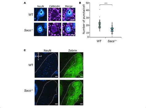 Reduction In Purkinje Cell Puncta In Cerebellar Nuclei Cn In Sacs