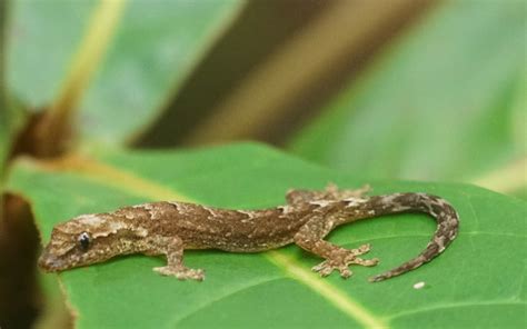 Mourning Gecko Care Guide — Vivipedia