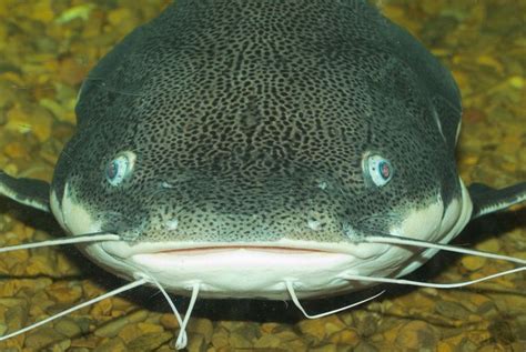 Catfish Catfish Photo Picture Definition Catfish Word And Phrase
