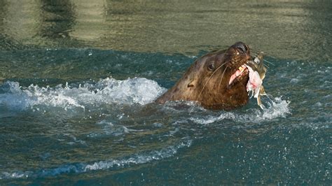 Sea Lion Predators