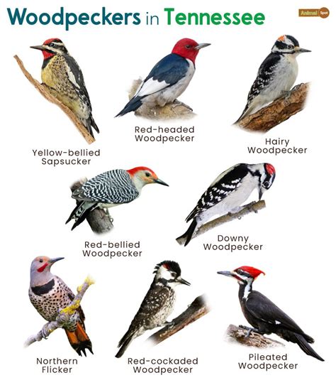 List Of Woodpeckers In Tennessee With Pictures