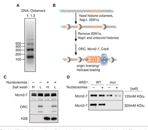 Figure 1 From Nucleosomes Influence Multiple Steps During Replication