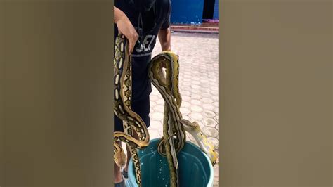 Python Time Shortsfeed Youtube