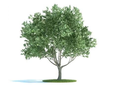 【数据结构】树形结构 二叉树 数据结构二叉树 csdn博客