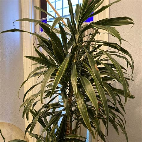 Why Are My Cornstalk Dracaena Leaves Mushy