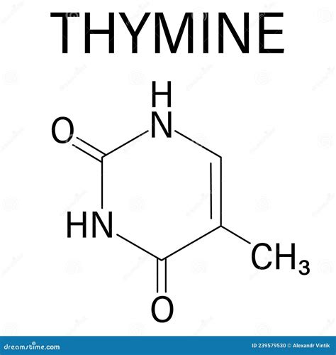 Thymine Nucleobase Molecule Present In Dna Skeletal Formula Vector