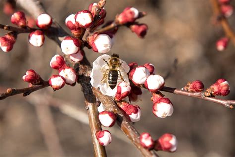 How Pollination Works In Fruit Trees And Why Bees Are Essential