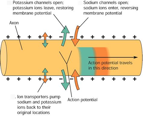 Diagram Of Movement Of Sodium And Potassium Ions During The Action