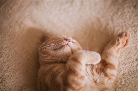 귀여운 얼룩 무늬 새끼 사슴 스코틀랜드 굵은 고양이가 카펫 위에서 등을 대고 자고 있다 애완고양이에 대한 스톡 사진 및 기타 이미지 애완고양이 잠자기 담요 Istock