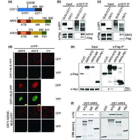 A Model Illustrating How Cry1 And Phytochrome B Phyb Inhibit Auxin
