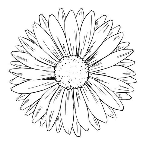 Ромашка цветок картинка раскраска Фото подборки