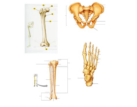 Appendicular Bones Quiz
