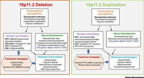 16p11 2 Copy Number Variations And Neurodevelopmental Disorders Trends In Neurosciences