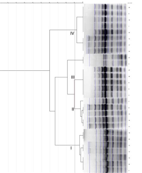 Dendrogram Of Rep Pcr For Discrimination Of 27 Y Ruckeri Isolates From
