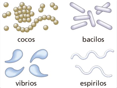 Virus Bacterias Y Hongos Flashcards Quizlet