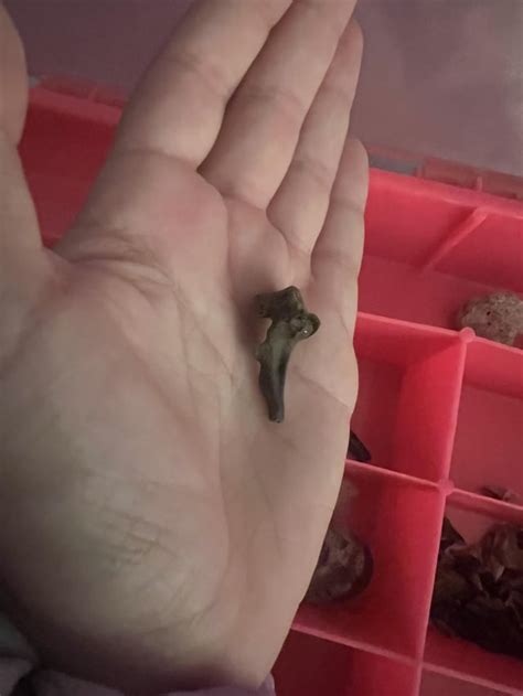 Fossil Identification R Fossilhunting