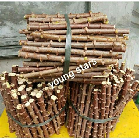 Jual Bibit Singkong Kuningsingkong Kejupaket 15 Batang Plus Bonus