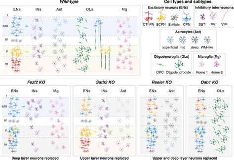Making Ramón Y Cajal Proud Development Of Cell Identity And Diversity In The Cerebral Cortex