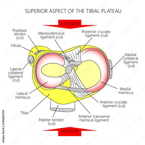 Vector Illustration Anatomy Of A Proximal Surface Of The Tibia With