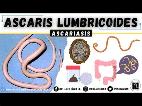 Ascaris Lumbricoides Ciclo De Vida Características Y Prevención