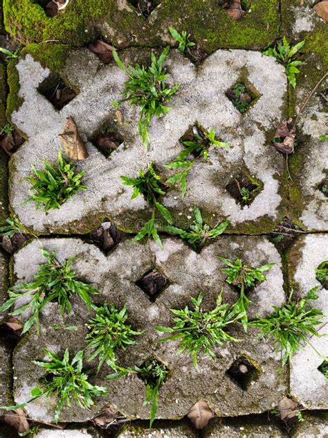 Cement Paving Overgrown With Grass Stock Image Image Of Home Bleak