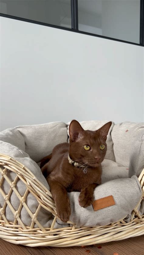 Chocolate Cat Michi Chococat Michi • Instagram Photos And Videos