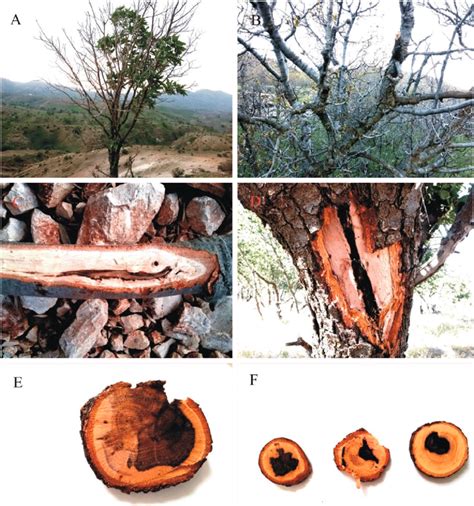 Symptoms Of Dieback And Decline A And B Canker C And D