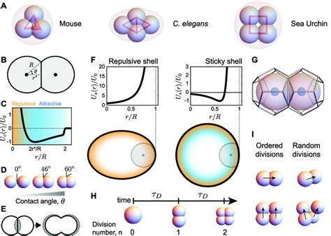Schematics And Definitions Of Early Embryo Dynamics A Schematic Download Scientific Diagram