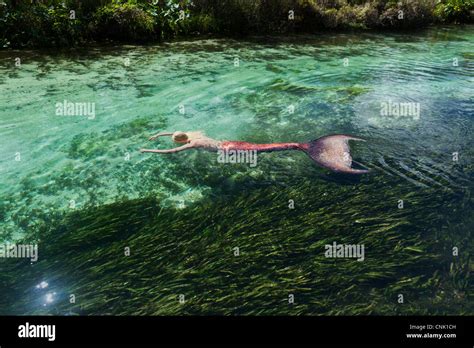 Mermaid Floating On Her Stomach Above Eel Grass In A Wachee River In