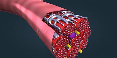 Cardiomyocytes Are The Individual Cells That Make Up The Cardiac Muscle