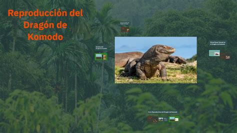 Reproducción Del Dragón De Komodo By Silver Juarez Ango On Prezi