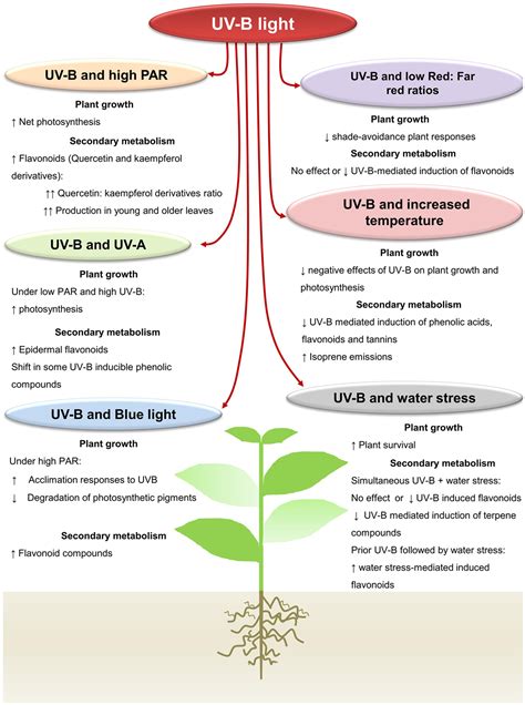 Uv Light Affect Plant Growth At Molly Tryon Blog