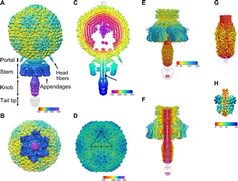 Structure And Host Specificity Of Staphylococcus Epidermidis Bacteriophage Andhra Science Advances