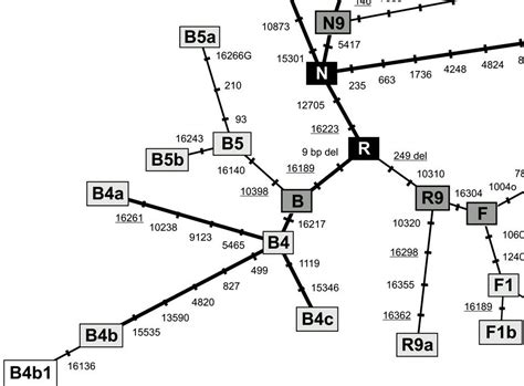 Ina Clan Haplogroup B
