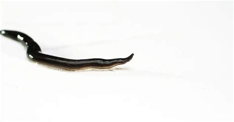 Rat Lungworm Disease In Humans Oh Yes Alternative