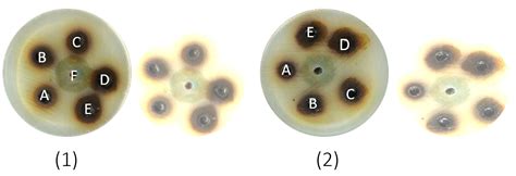 In Vitro Antibacterial Potency Of Leaf Extract Of Moringa Oleifera