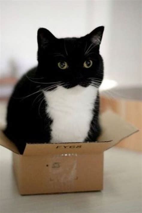 상자 속 약간 하얀 고양이의 그윽한 눈빛 고양이 밈 고양이 상자 귀여운 고양이