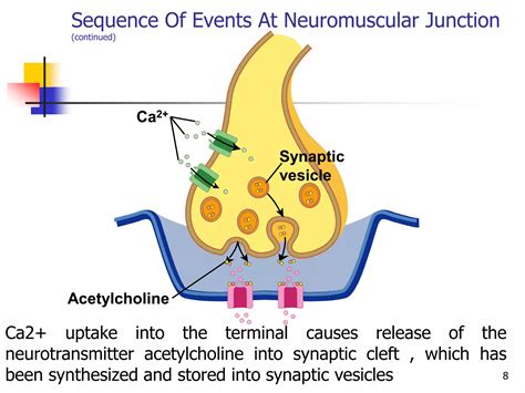 Neuromuscularjunctionppt