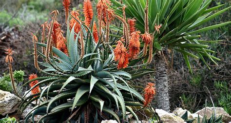 Otay Water District Firescaping Create A Fire Resistant Landscape Otay Water District