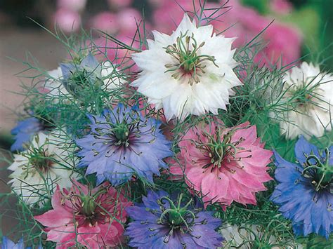 Love In A Mist Nigella Flower Meaning Symbolism And Colors Pansy Maiden