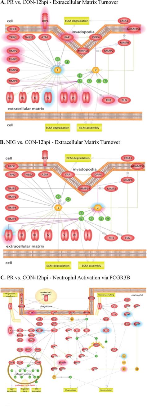 Pathway Analysis Of Transcriptome Data Pathway Analysis Was Done Download Scientific Diagram