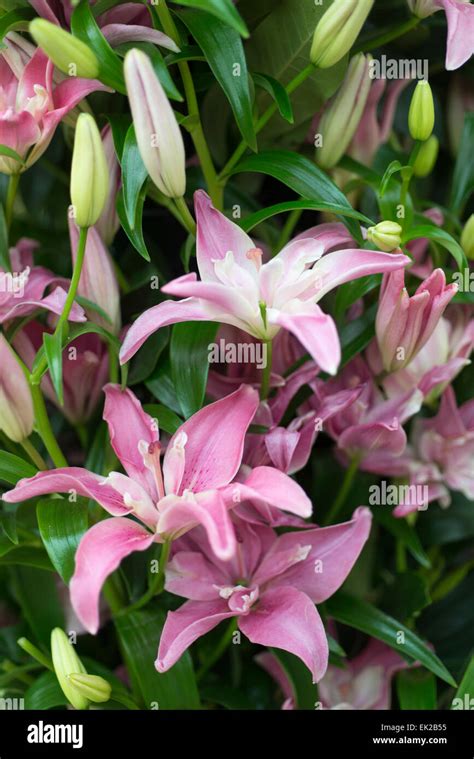 Lily Candy Blossom Stock Photo Alamy
