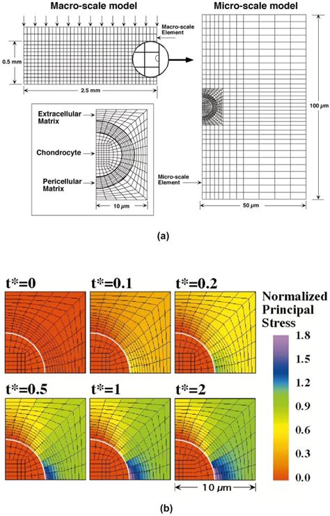 A A Schematic Of A Two Scale Biphasic Finite Element Model Of Download Scientific Diagram