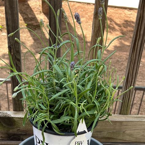 Stella A Plant By Erinlovesplants On Greg